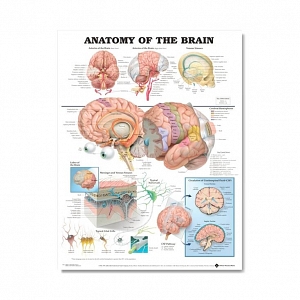 Brain Anatomical Charts by Wolters Kluwer | Medline Industries, Inc.