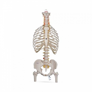 3B Scientific Classic Flexible Human Spine Models | Medline Industries ...