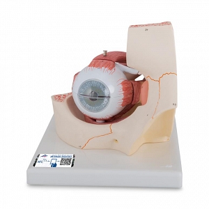 3B Scientific Human Eye Model | Medline Industries, Inc.