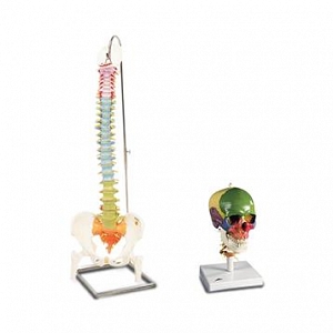 Didactic Skull and Spine Model | Medline