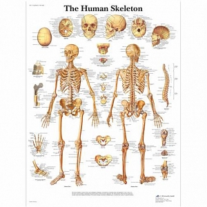 3B Scientific Human Skeleton Chart | Medline Industries, Inc.