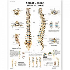 3B Spinal Column Charts | Medline Industries, Inc.