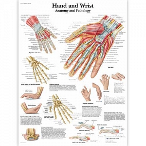 3B Hand and Wrist Charts | Medline Industries, Inc.