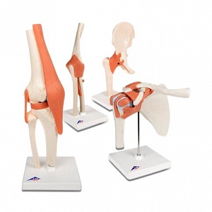 Human Joints Model | Medline Industries, Inc.