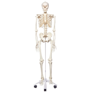 American 3B Scientific Skeleton Models | Medline