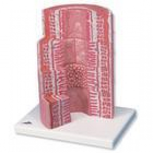MICROanatomy Digestive System by American 3B Scientific | Medline ...