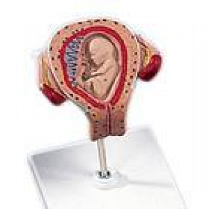 3rd Month Embryo Model by American 3B Scientific | Medline Industries, Inc.