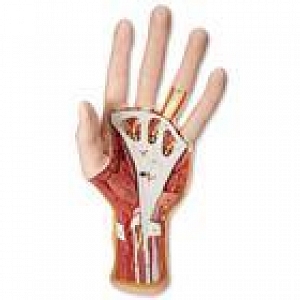3B Scientific 3-Part Internal Hand Structure Model | Medline Industries ...