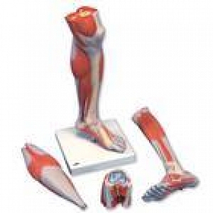 Lower Muscle Leg Educational Model | Medline Industries, Inc.