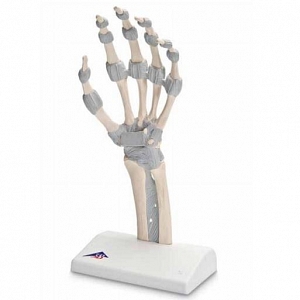 3B Scientific Functional Hand and Wrist Model | Medline Industries, Inc.