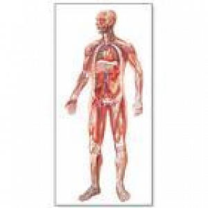 Vascular System Chart by American 3B Scientific | Medline Industries, Inc.