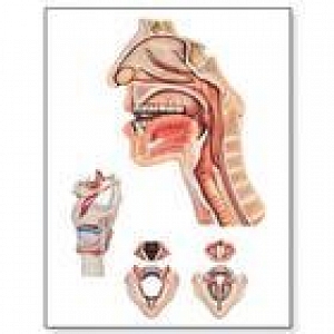 Speech Organs Anatomy Chart by American 3B Scientific | Medline ...