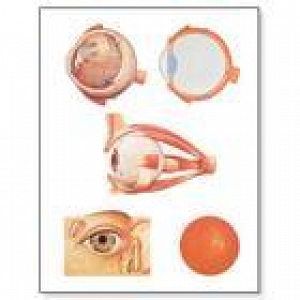 Eye Anatomy Chart by American 3B Scientific | Medline Industries, Inc.