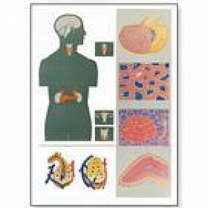 3B Scientific Endocrine Glands Anatomy Chart | Medline Industries, Inc.