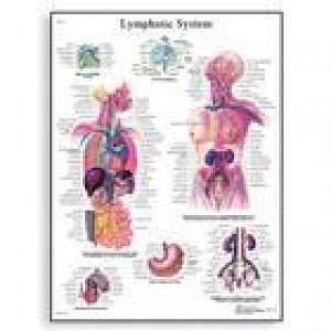 3B Scientific Lymphatic System Chart | Medline Industries, Inc.