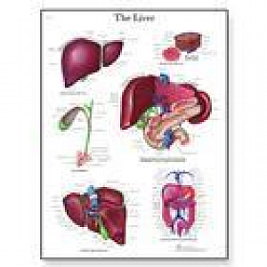 Liver Chart by American 3B Scientific | Medline Industries, Inc.