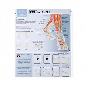 Strengthening the Foot and Ankle Poster | Medline Industries, Inc.