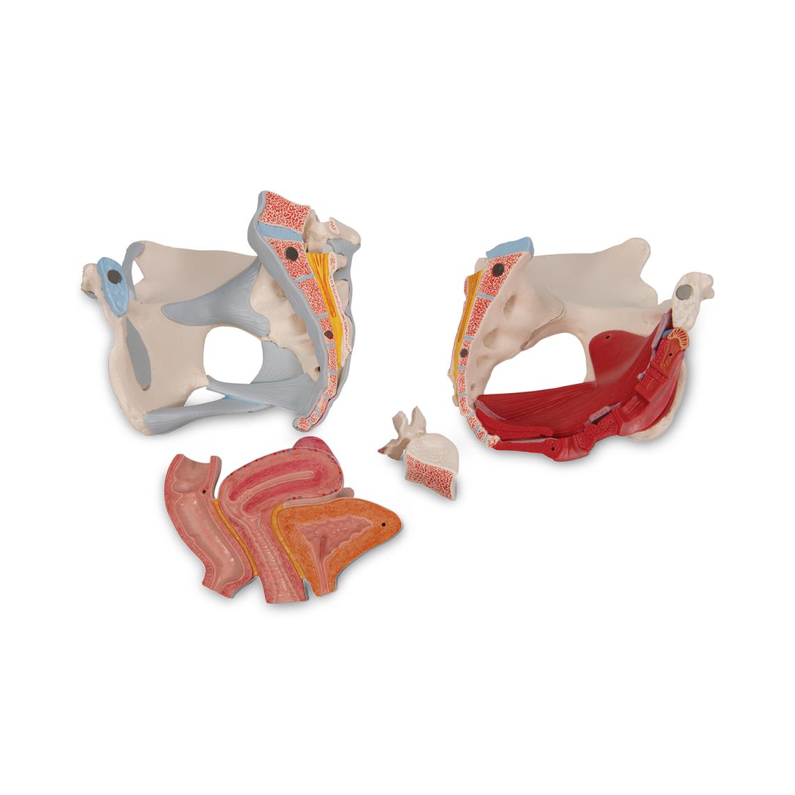 3B Scientific Female Pelvis Skeleton Models | Medline