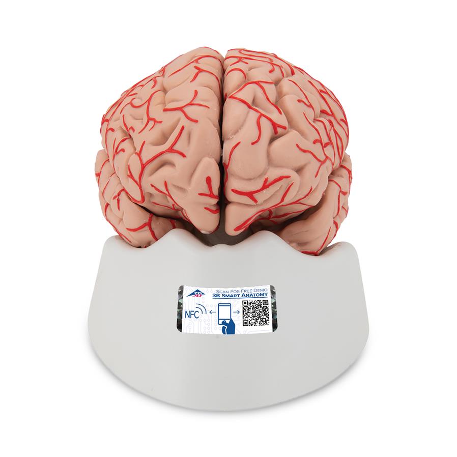 3B Scientific Human Brain Models with Arteries | Medline