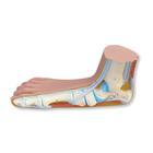 Flat Foot (Pes Planus) | Medline