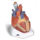 7-Part Heart Model | Medline