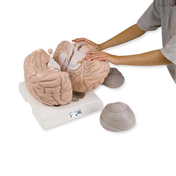 14-Part Giant Human Brain Model | Medline