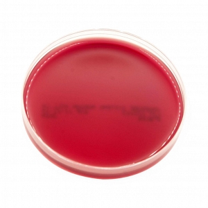 Phenylethyl Alcohol Blood Agar (PEA) | Medline Industries, Inc.