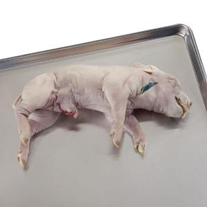 Double-Injected Preserved Fetal Pigs | Medline Industries, Inc.