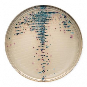 Hektoen Enteric Agar | Medline Industries, Inc.