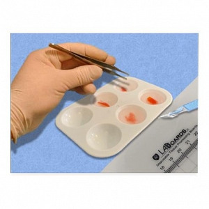 LABboards Polypropylene 6-Well Specimen Side Tray | Medline Industries ...