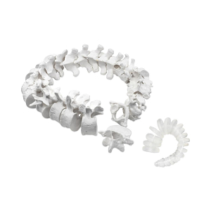 Eisco Disarticulated Human Spine Models | Medline