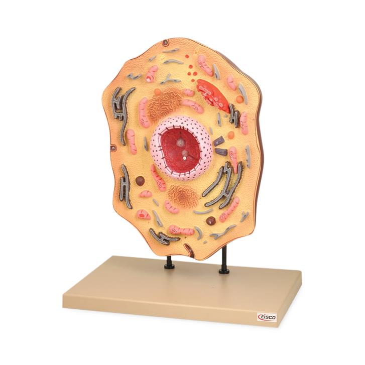 Hand Painted Animal Cell Models | Medline