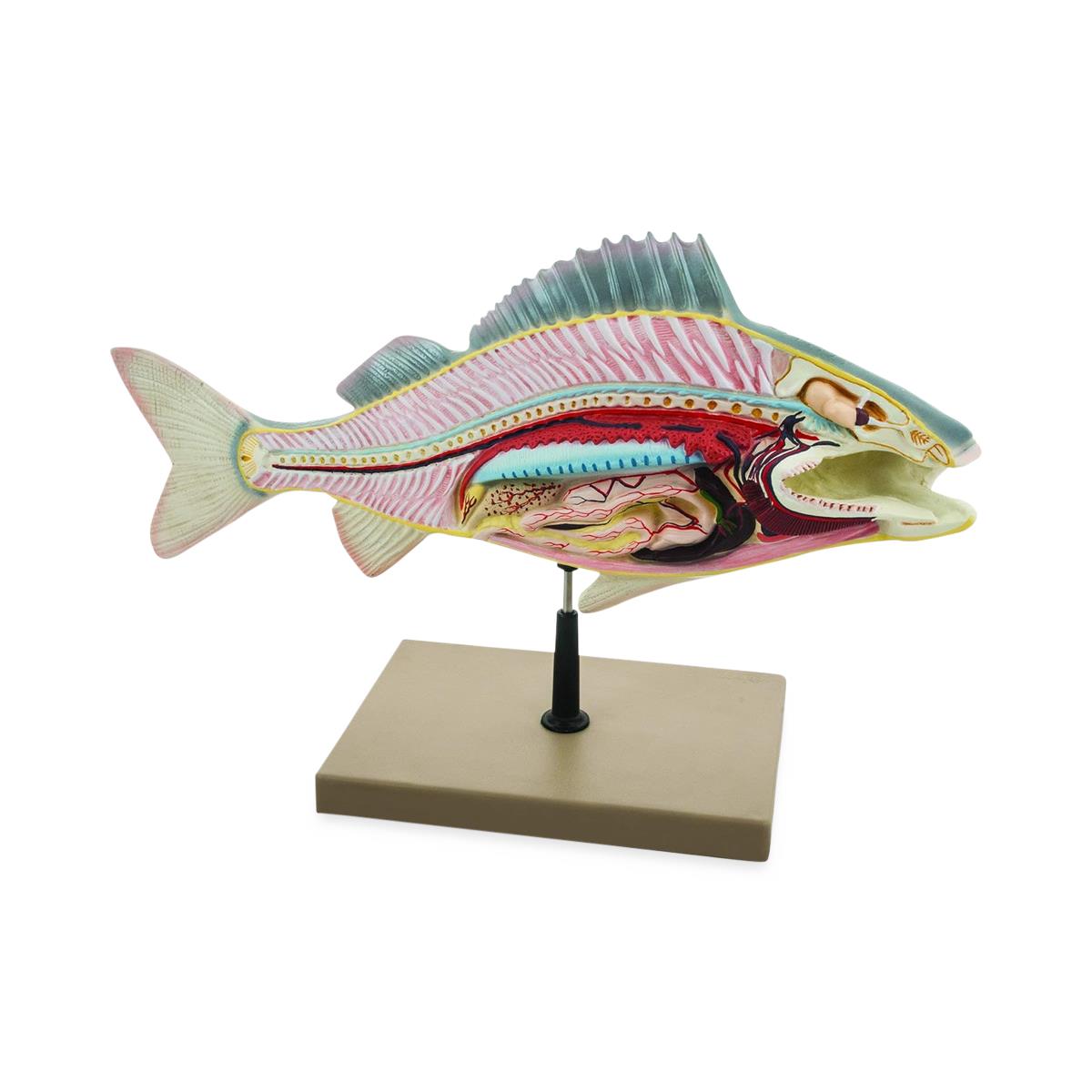 Eisco Fish Dissection Models | Medline