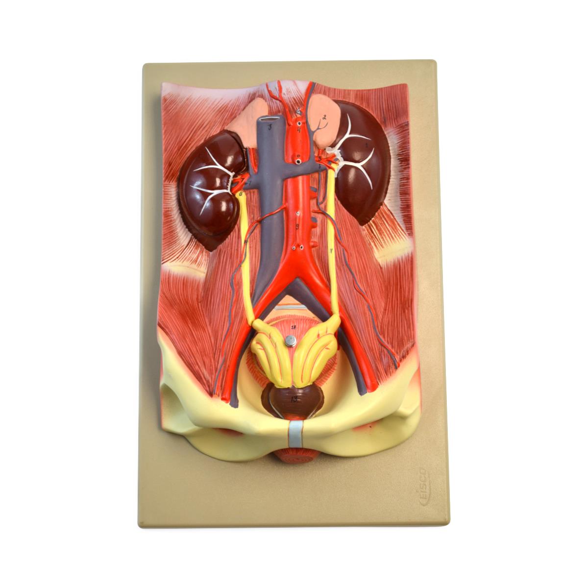Eisco Human Urinary Organs Models | Medline