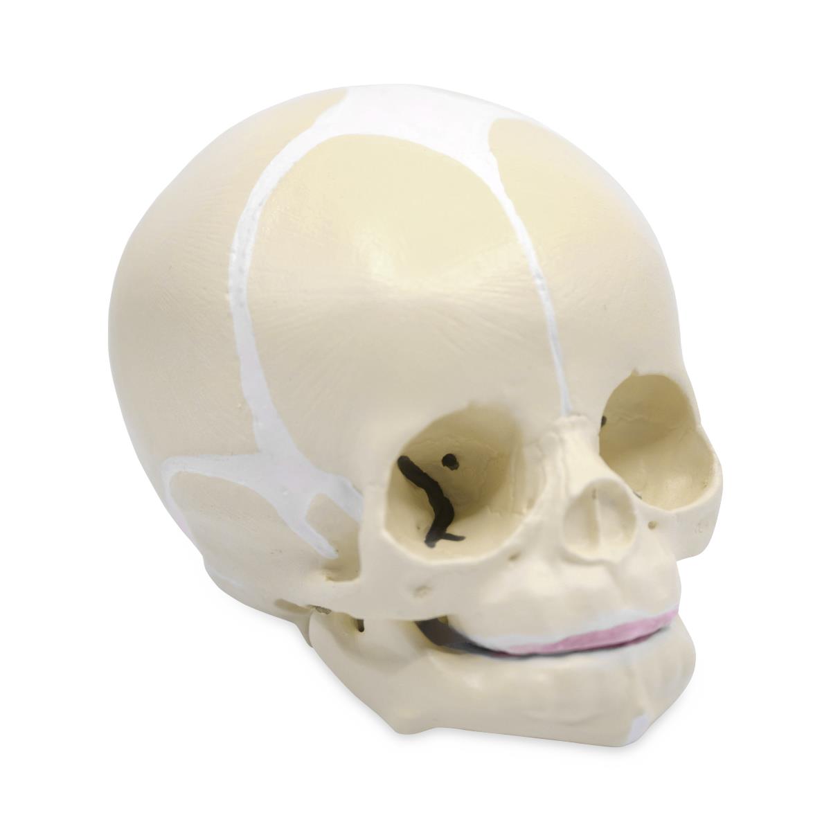 Eisco Life-Size Infant Skull Models | Medline