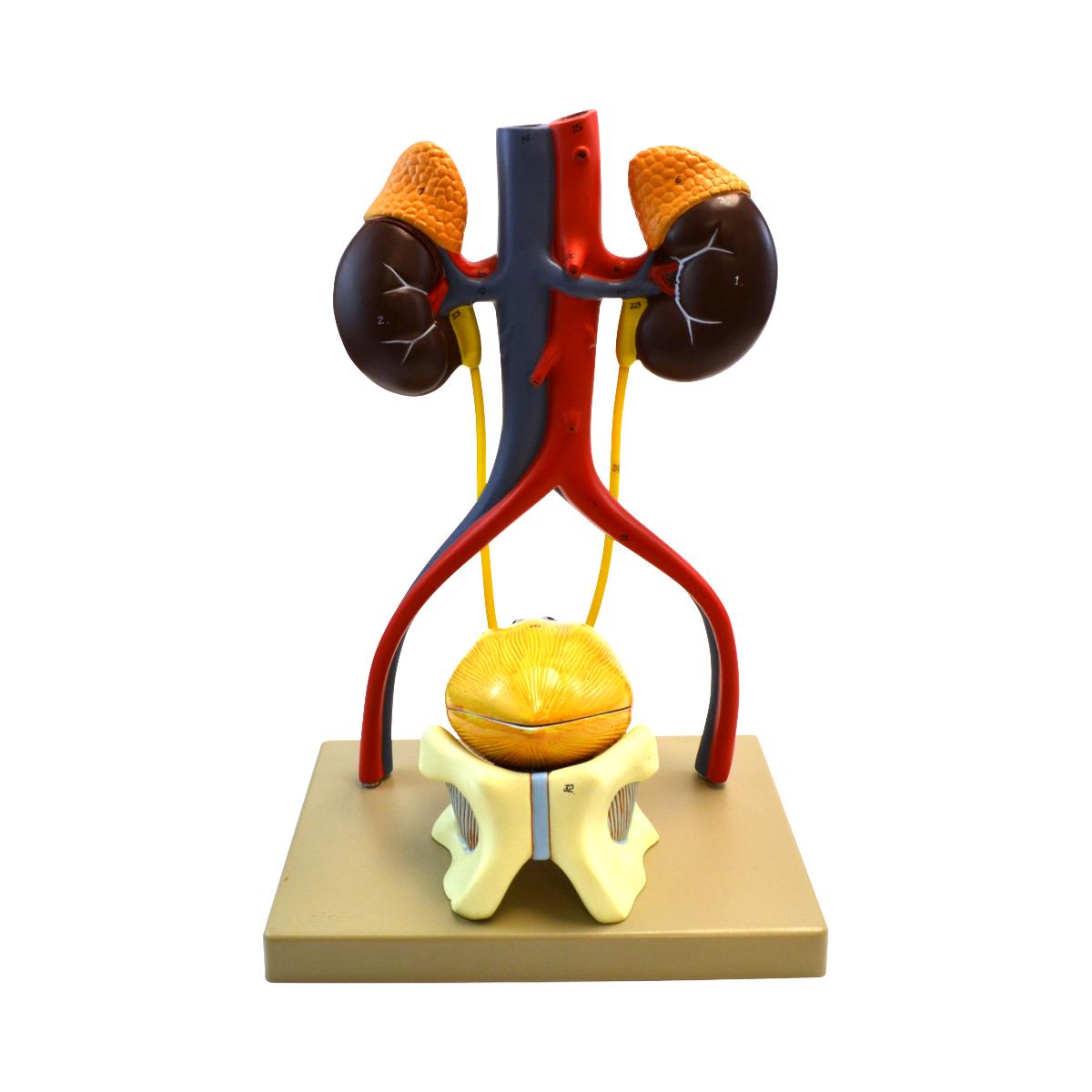 Male Urinary System Model Male Urinary System At ₹ 850.00 | Human