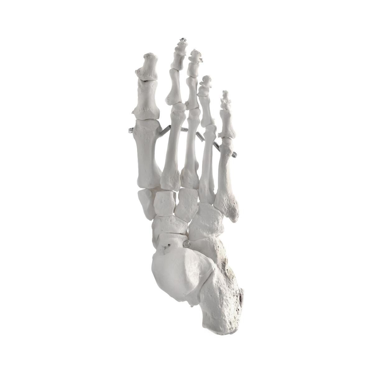 Eisco Articulated Foot Bone Model | Medline