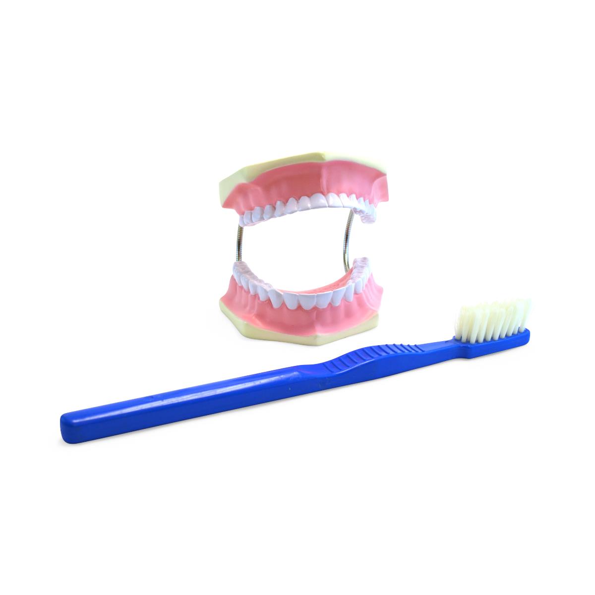 Eisco Dental Care Model | Medline