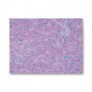 Epredia Methyl Green-Pyronin Y Stain | Medline