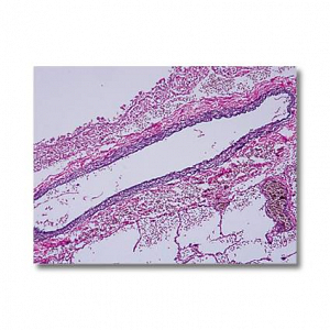 Epredia Elastic Stain Solution Kit | Medline Industries, Inc.