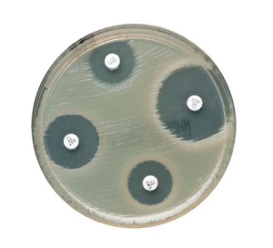 Oxoid Antimicrobial Susceptibility Discs by Fisher Scientific | Medline ...