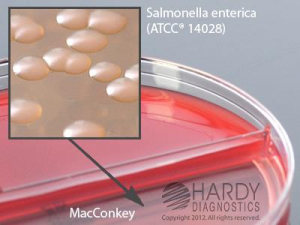 Blood Agar / MacConkey Biplate | Medline Industries, Inc.