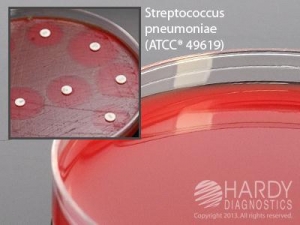 Mueller Hinton Agar with Blood | Medline Industries, Inc.