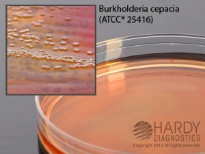 BCSA Selective For Burkholderia Cepacia | Medline Industries, Inc.