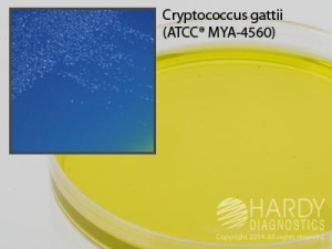 CGB Agar for Cryptococcus gattii | Medline Industries, Inc.