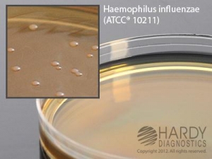 Peptic Digest Agar | Medline Industries, Inc.