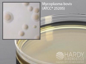 Mycoplasma Agar with Cefoperazone | Medline Industries, Inc.