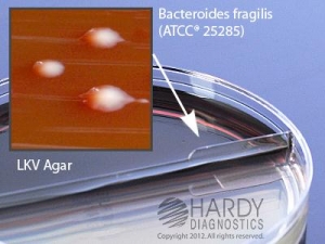 Bacteroides Bile Esculin / Laked Blood Kanamycin Vancomycin Biplate ...