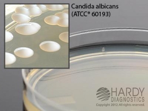 Emmon's Sabdex Agar | Medline Industries, Inc.