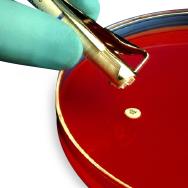 HardyDisk Cefuroxime AST Disks | Medline